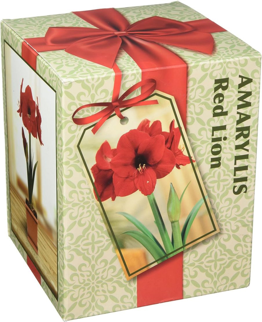 Amaryllis Growing Kit Big Red Lion Bulb With Plastic Pot and Saucer ...