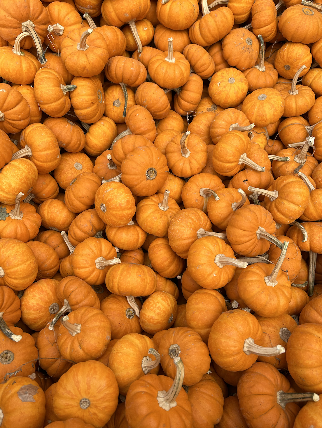 Fall Starts Here! - Garden World