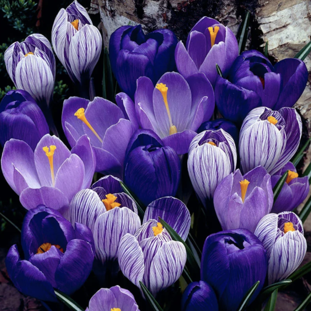 Blue Moon Crocus Bulbs (15) - Garden World